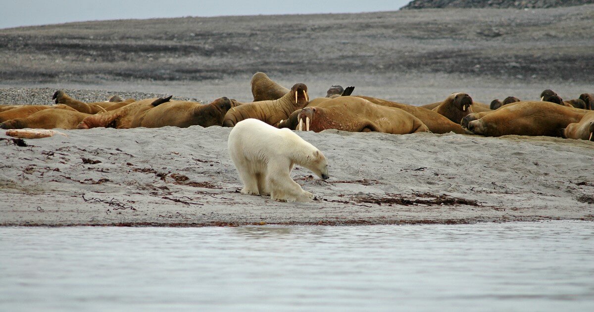 Within Decade, Planet’s Natural World Facing Largest Mass Extinction ...