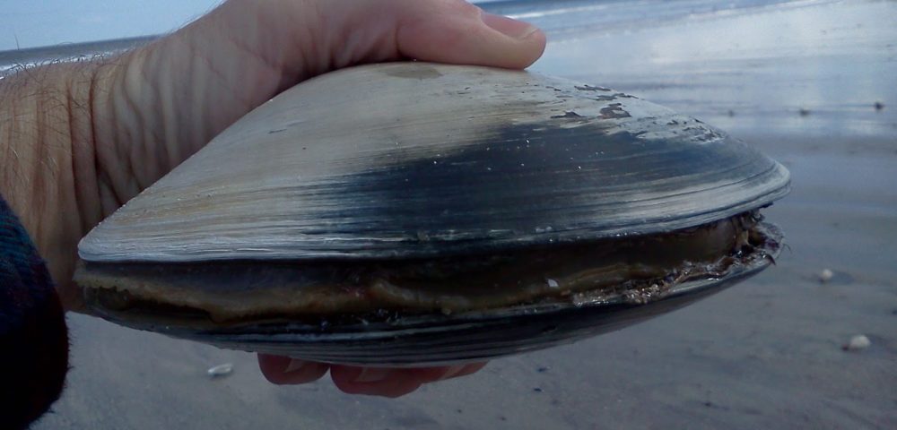 500-year-old clam reveals ‘hugely worrying’ evidence of climate change ...